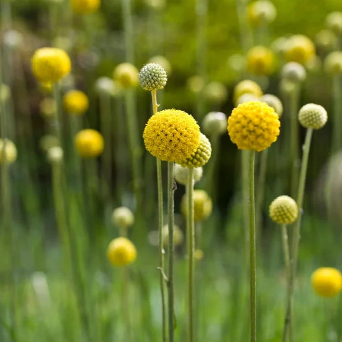 Semillas Craspedia Globosa – Floresta Flores